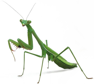 Australian Praying Mantises - Minibeast Wildlife