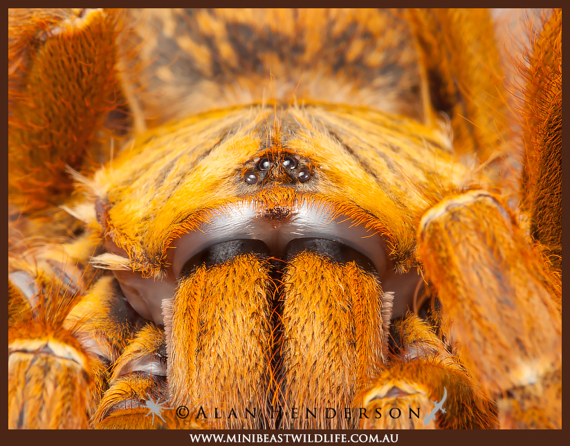 Spiders - Minibeast Wildlife
