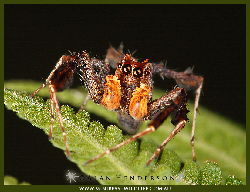 Spiders - Minibeast Wildlife