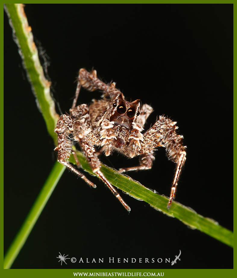Spiders - Minibeast Wildlife