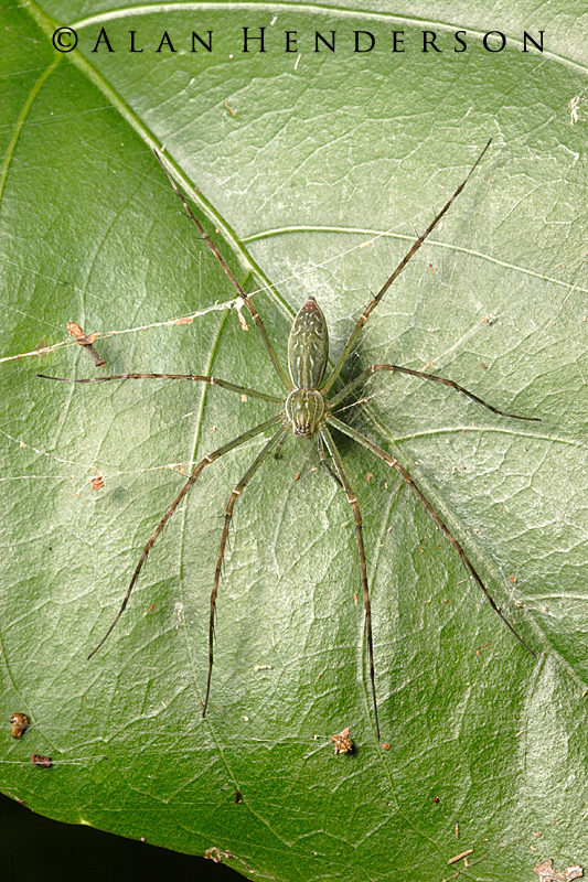 Spiders - Minibeast Wildlife