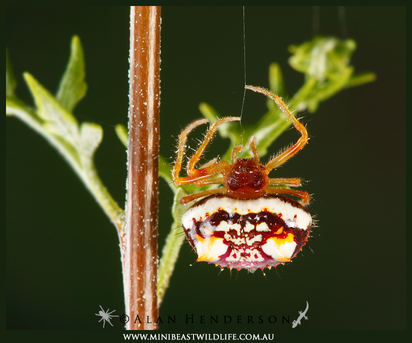 Spiders - Minibeast Wildlife