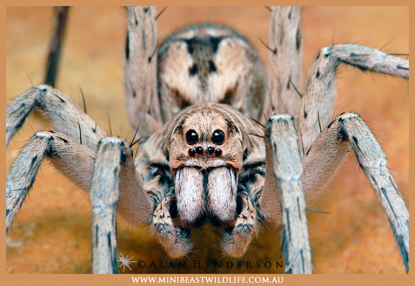 Spiders - Minibeast Wildlife