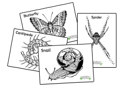 Colouring Minibeast Sparklebox Minibeasts Sheets Sketch Coloring Page