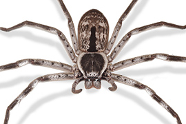 Minibeast Resources - information about minibeasts (invertebrates)