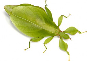 Minibeast Wildlife - The Minibeast Experts