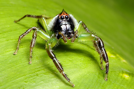 Minibeast Resources - information about minibeasts