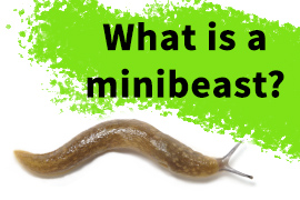 Minibeast Resources - information about minibeasts