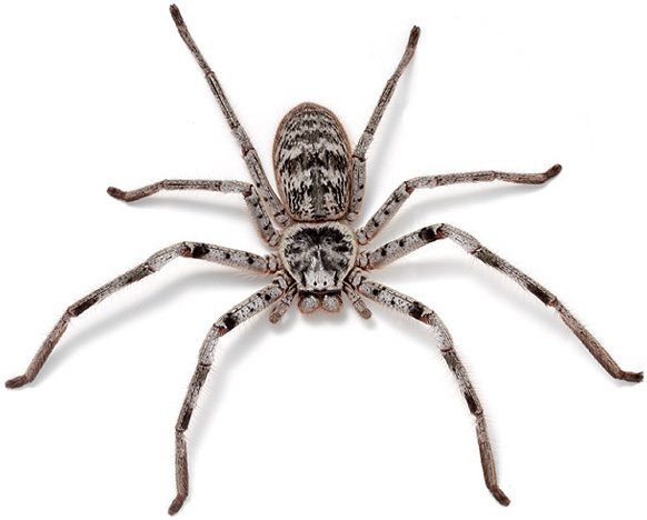 About Minibeast Wildlife