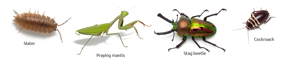 What is a minibeast? - Minibeast Wildlife