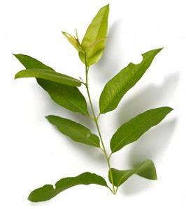 Keeping Stick Insects - Minibeast Wildlife