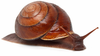 The Breeding Room - Minibeast Wildlife