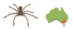 Huntsman Spiders - Minibeast Wildlife
