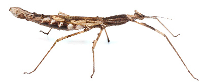 Stick insects for sale - Minibeast Wildlife