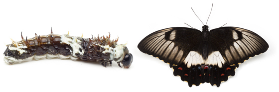 The Breeding Room - Minibeast Wildlife