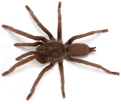 The Breeding Room - Minibeast Wildlife