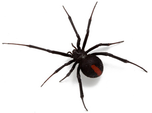 Redback Spider - Latrodectus hasselti