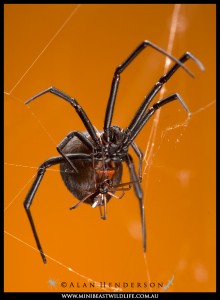 Redback Spider - Latrodectus hasselti