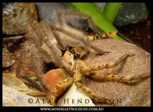 Tiger Huntsman - Minibeast Wildlife
