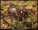 Funnel-web spiders - Minibeast Wildlife