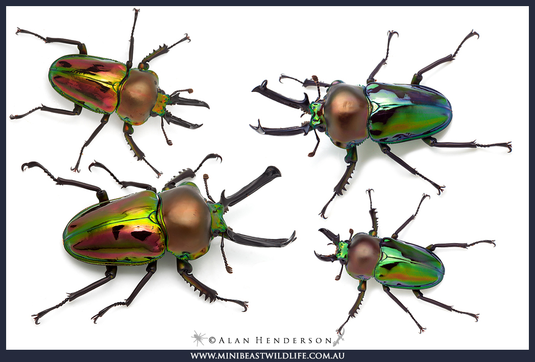 Rainbow Stags aplenty - Minibeast Wildlife