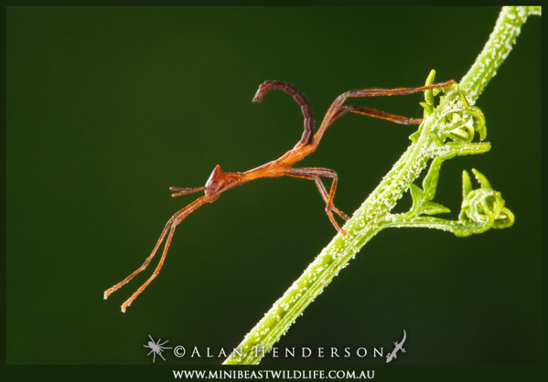 Spiny Leaf Insect - Minibeast Wildlife