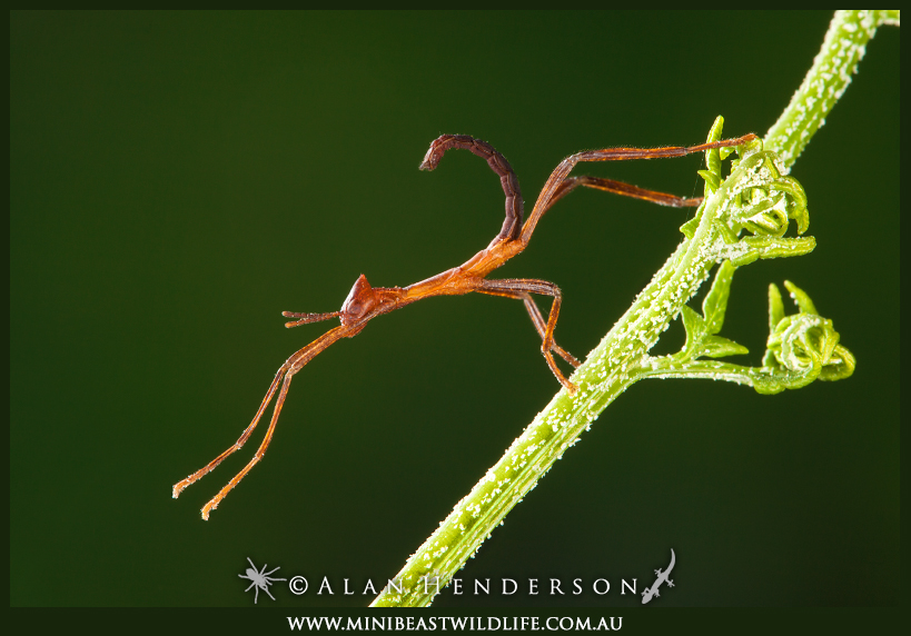 Spiny Leaf Insect - Minibeast Wildlife