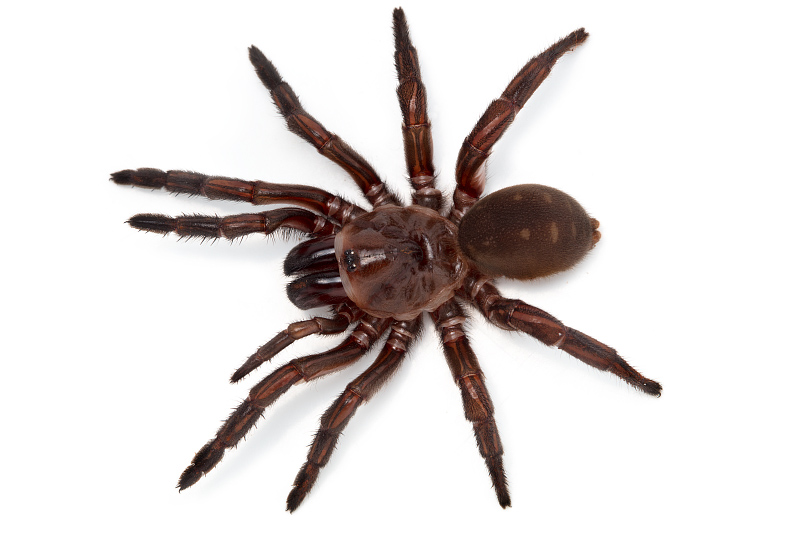 Spider Identification - Minibeast Wildlife