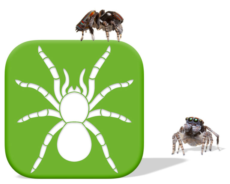 Spidentify - the Australian spider identification app - Minibeast Wildlife