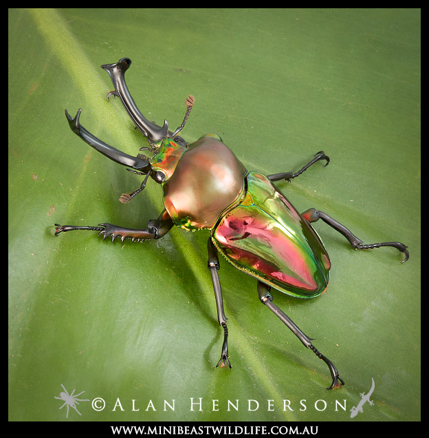 Rainbow Stags aplenty - Minibeast Wildlife