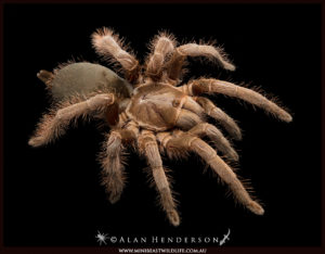 A guide to buying your first (Australian) tarantula - Part One: Do you ...