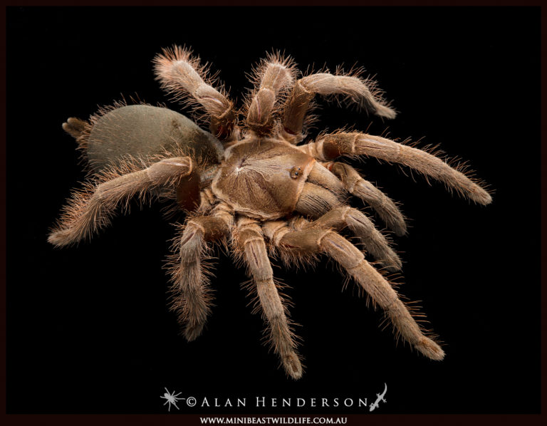 A guide to buying your first (Australian) tarantula - Part One: Do you ...