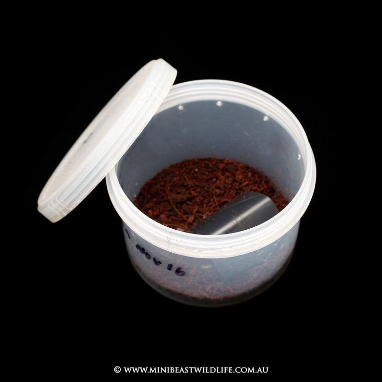 A guide to buying your first (Australian) tarantula - Part Four ...