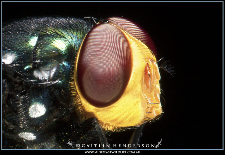 Are you looking at me? How insects see the world - Minibeast Wildlife