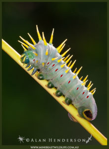 Hercules, the moth of myth - Minibeast Wildlife