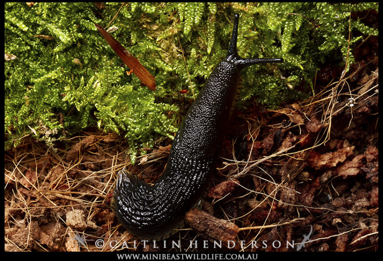 This Black Slug is invading Australia at the speed of ... slug ...
