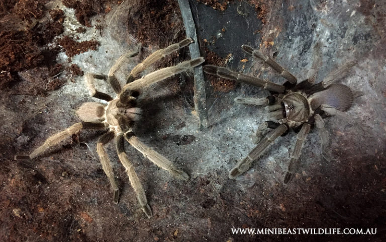 Breeding Australian tarantulas - Minibeast Wildlife
