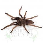 The Semi-social Pygmy Tarantula (Coremiocnemis sp.) - Minibeast Wildlife
