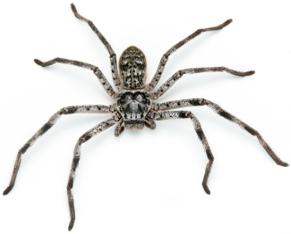 The Breeding Room - Minibeast Wildlife