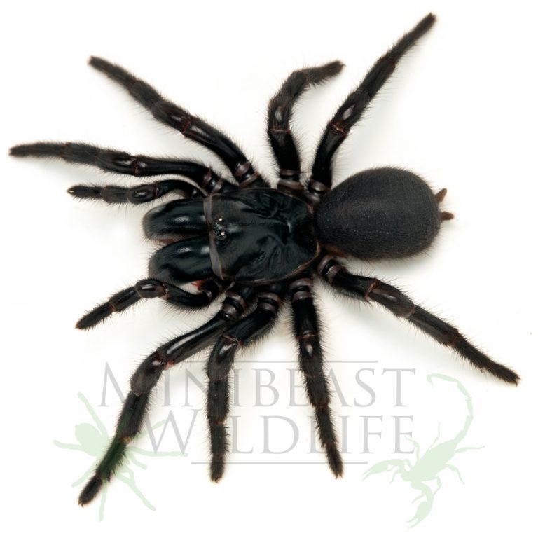 Breeding room - Minibeast Wildlife