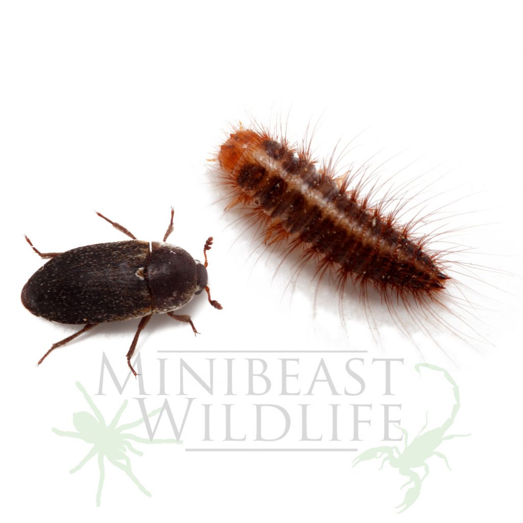Live insects for schools - Minibeast Wildlife