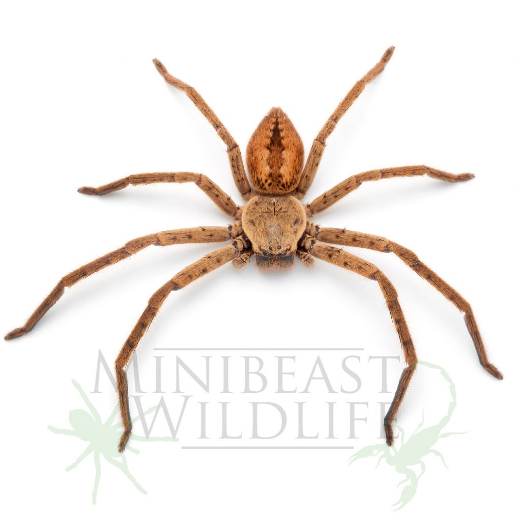 Breeding room - Minibeast Wildlife