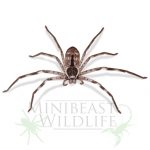 Live insects for schools - Minibeast Wildlife