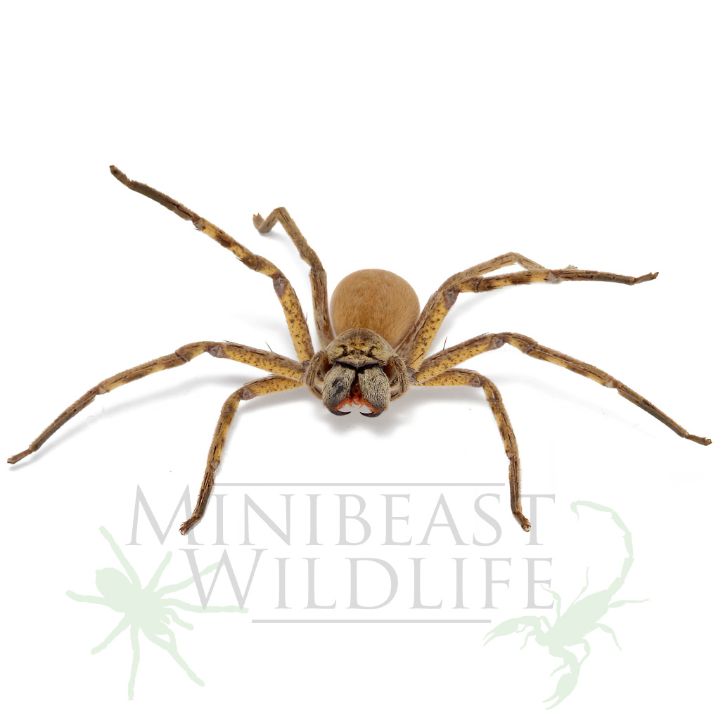 Australian invertebrates - ethical captive breeding | Browse our collection