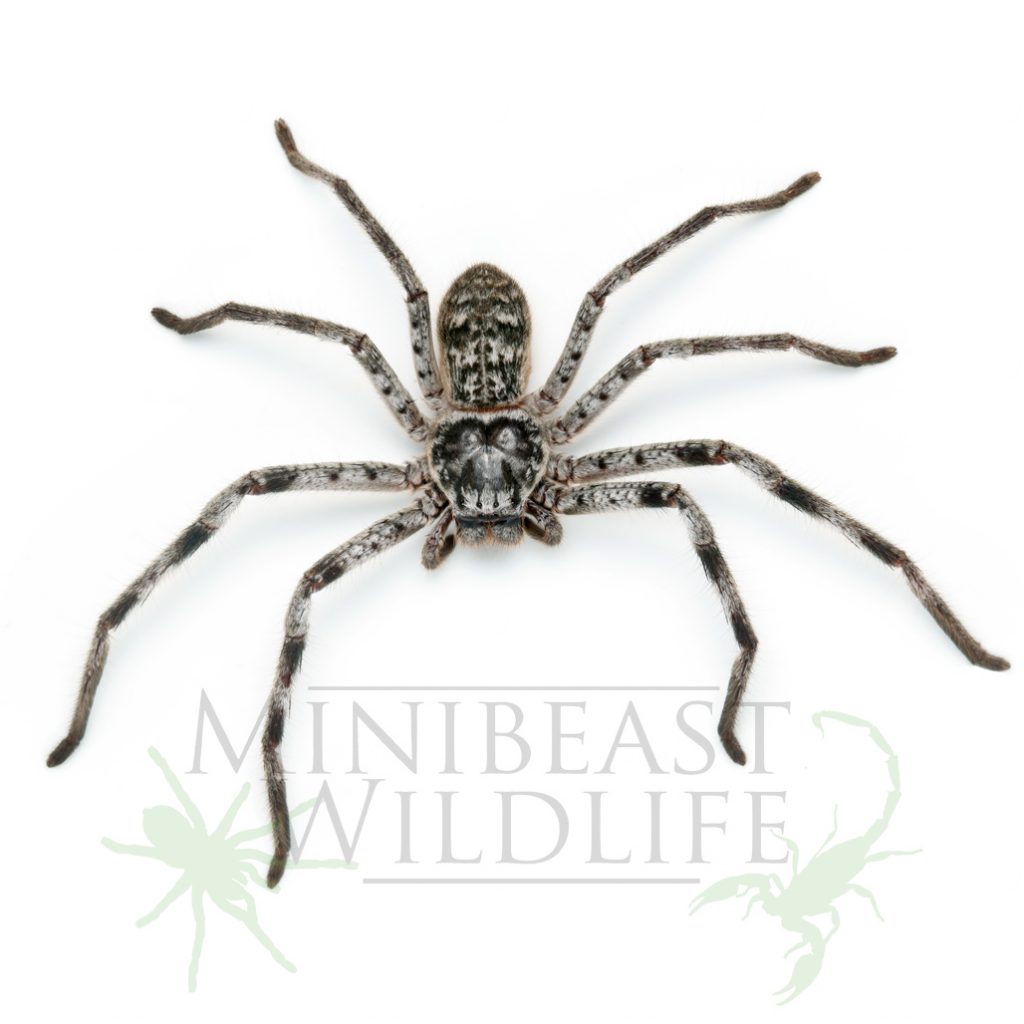 Breeding room - Minibeast Wildlife