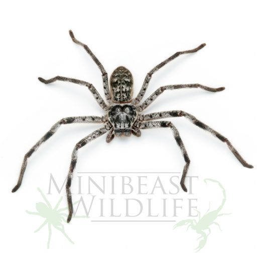 Breeding room - Minibeast Wildlife