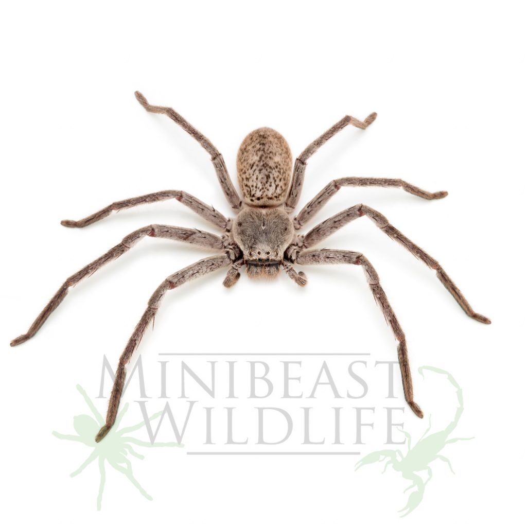 Breeding room - Minibeast Wildlife