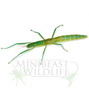 Eau de Peppermint Stick Insect: The phasmid perfume that packs a punch