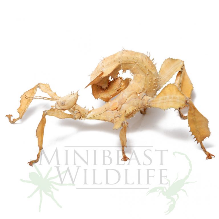 Live insects for schools - Minibeast Wildlife