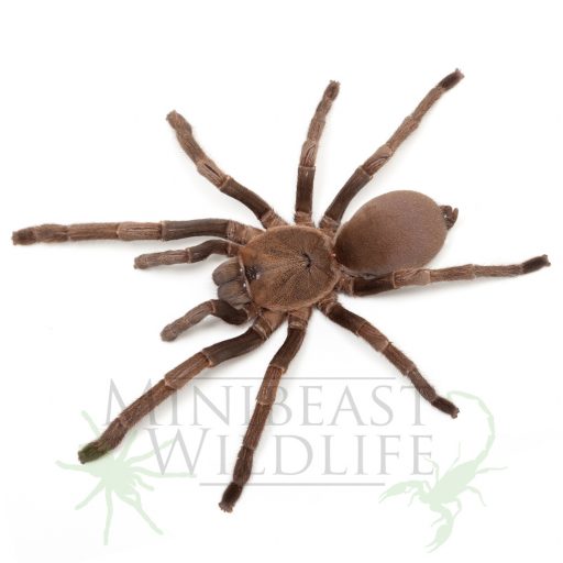 A guide to buying your first (Australian) tarantula - Part Two: Types ...